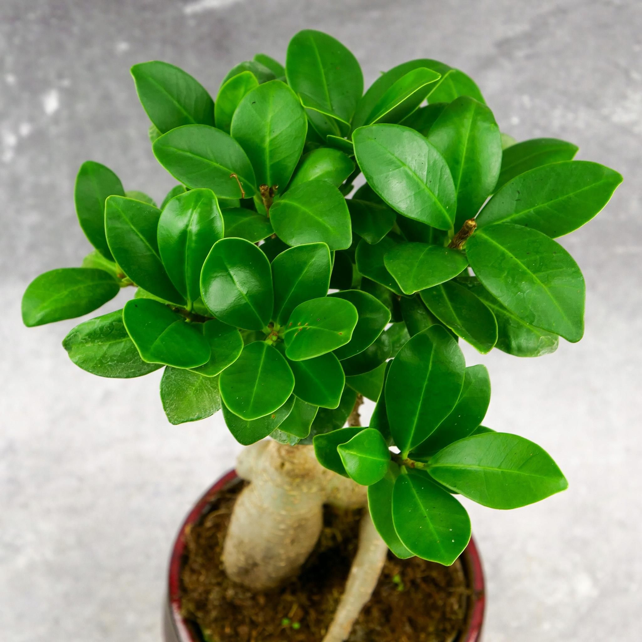 Bonsai Fikus Ginseng Bujna Korona Wys. 30cm D9cm - Ceny i opinie - Ceneo.pl