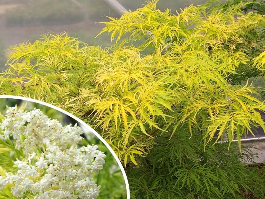 Bez Czarny Golden Tower Kolumnowy Pachnący P12 - Ceny i opinie - Ceneo.pl