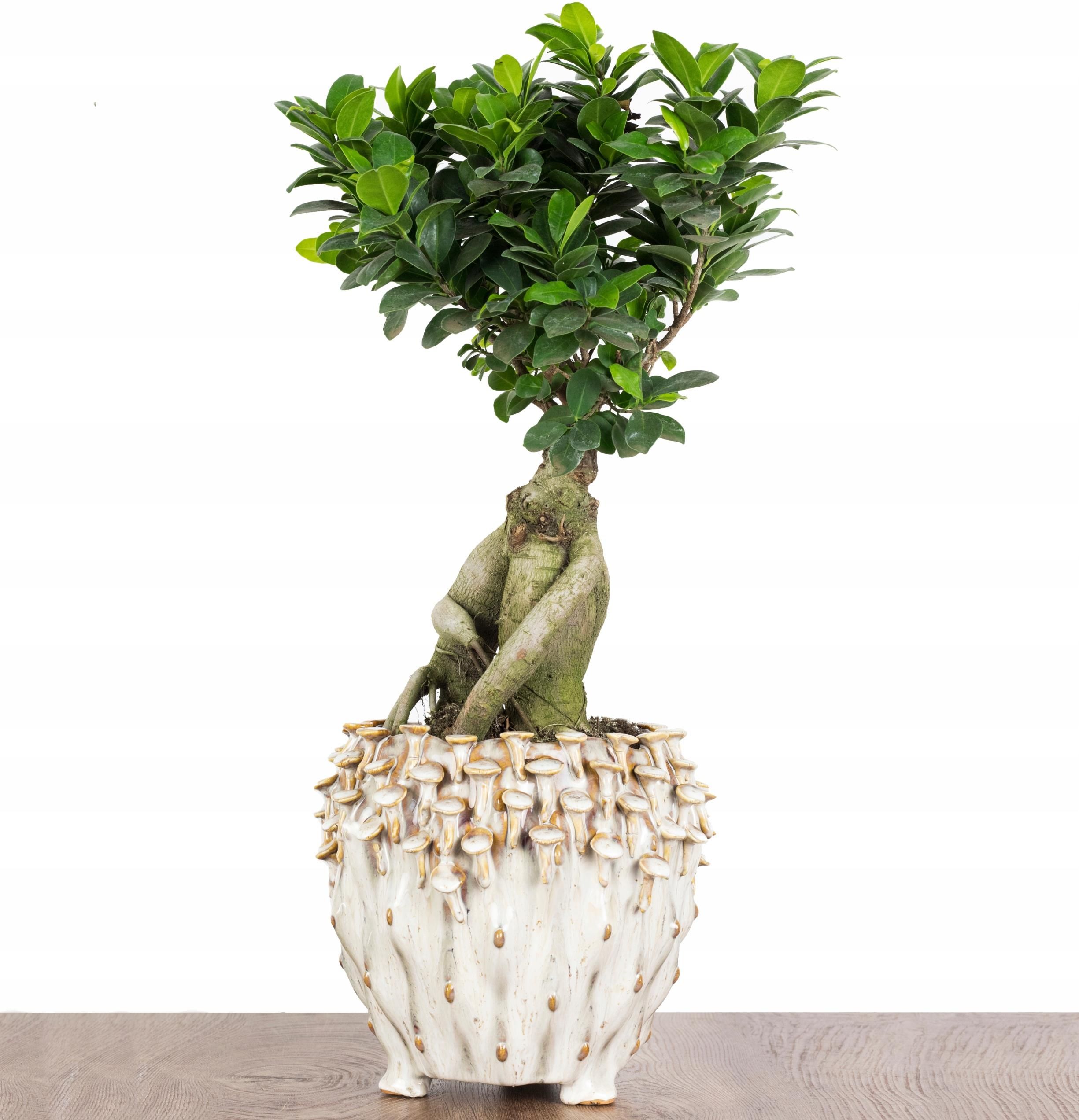 Ficus Retusa Fikus Microcarpa Bonsai Rozm. S - Ceny i opinie - Ceneo.pl