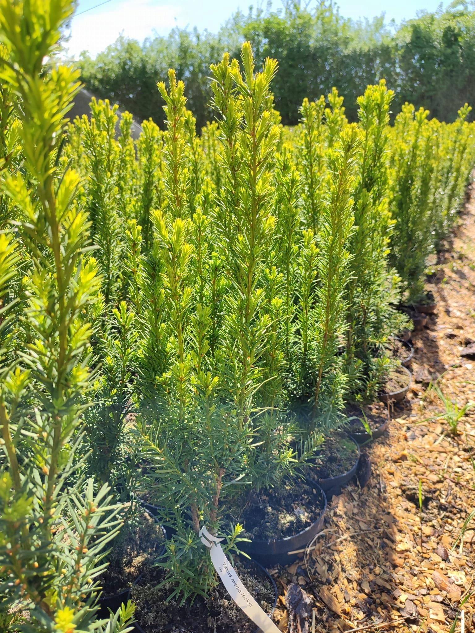 Cis Pośredni Hicksii Taxus Media Hicksii C2 2L - Ceny i opinie - Ceneo.pl