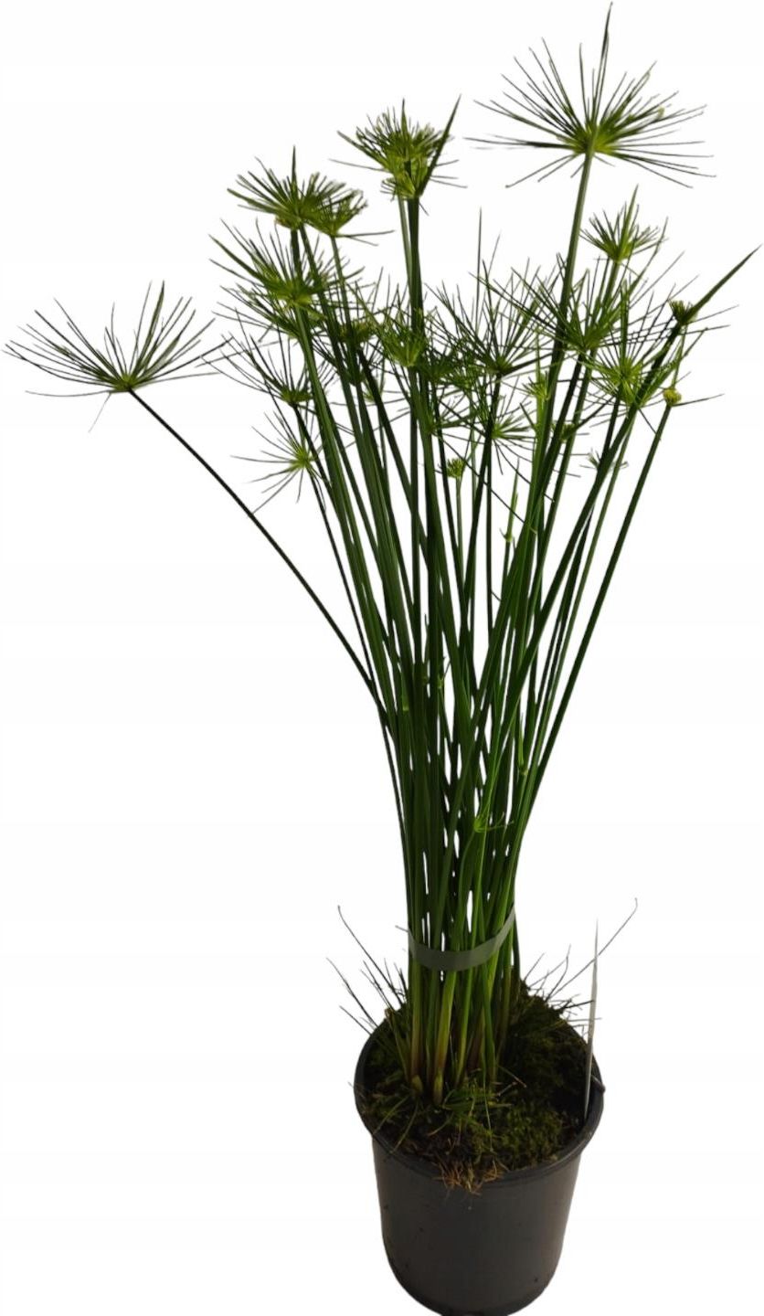 Papirus Cyperus Haspan 12Ø 55cm - Ceny i opinie - Ceneo.pl