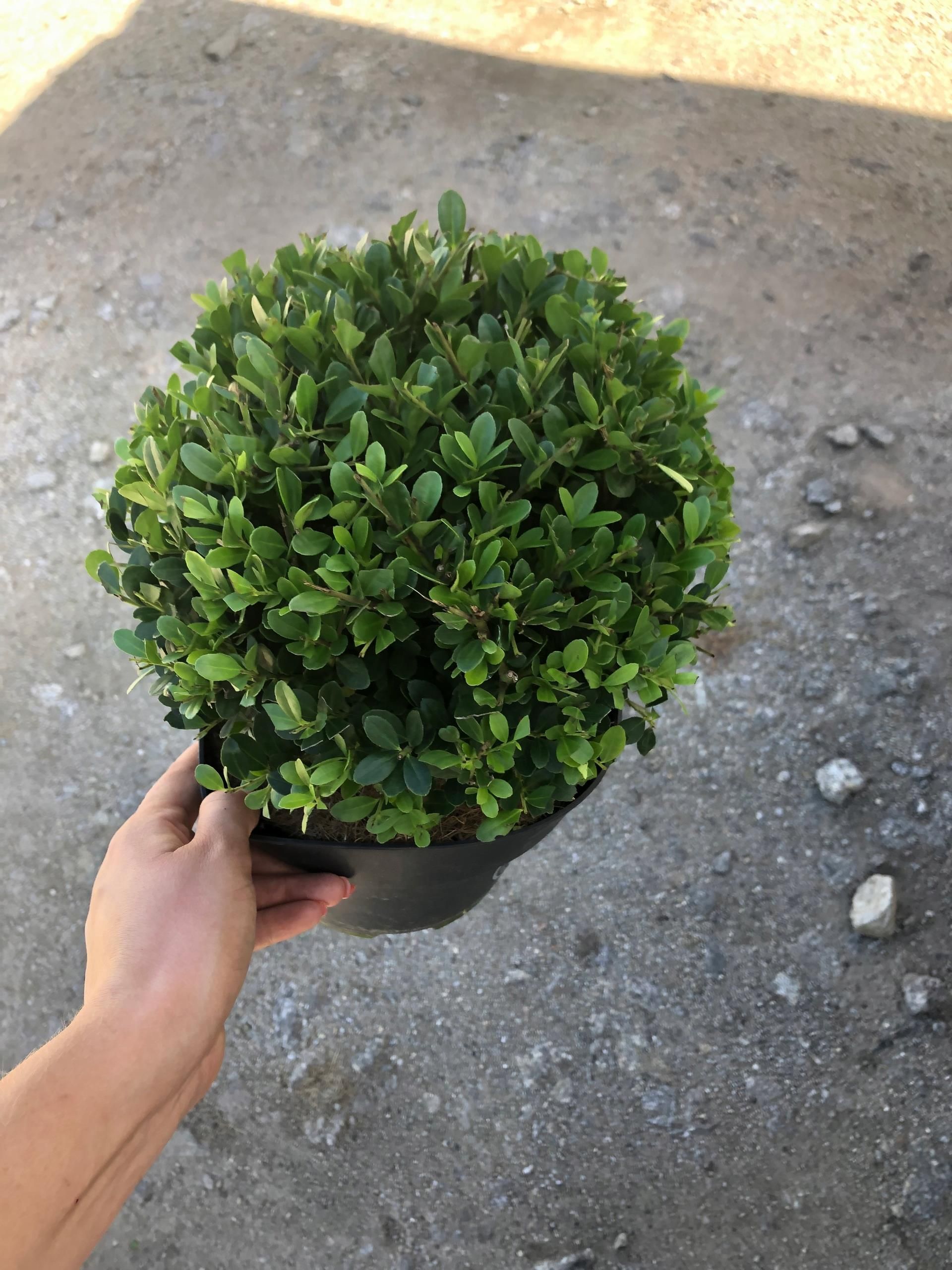 Ilex Crenata Ostrokrzew Japoński Bukszpanowy Zimoz - Ceny i opinie ...