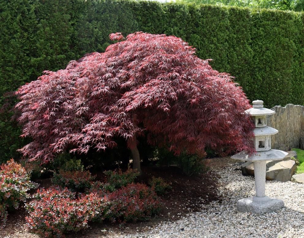 Klon Palmowy Inaba Shidare Karłowy 40cm 5 Litrów - Ceny i opinie - Ceneo.pl