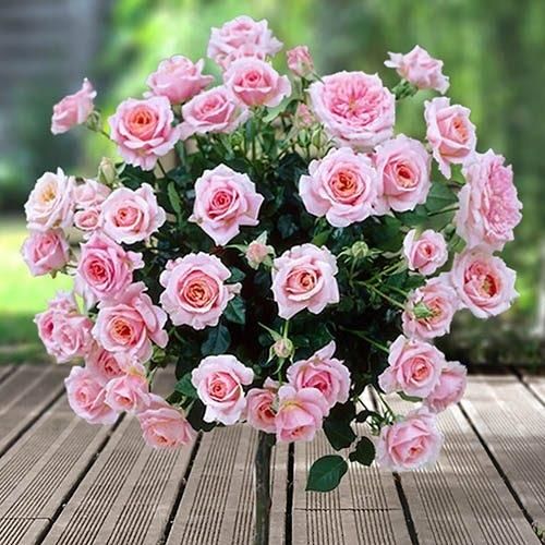 Róża Pienna Różowa Pachnąca Pa 706 - Ceny i opinie - Ceneo.pl