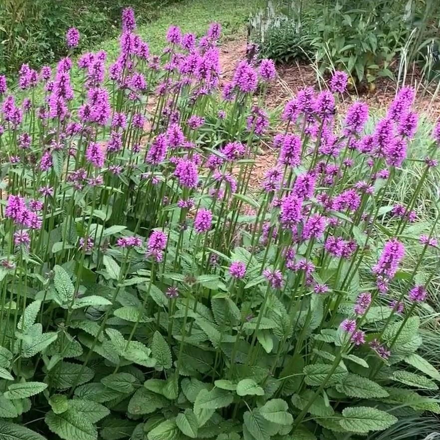 Czyściec Gęstokwiatowy Hummelo Stachys Monieri P11 - Ceny i opinie ...