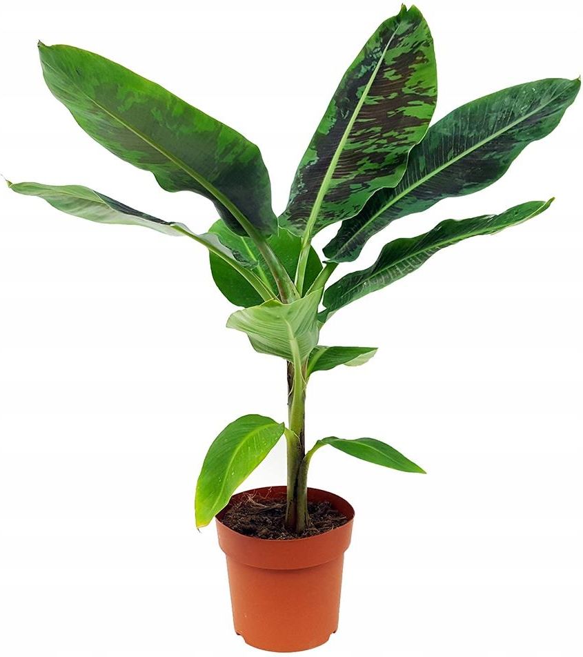 Bananowiec Tropicana Musa Tropicana Sadzonka - Ceny i opinie - Ceneo.pl