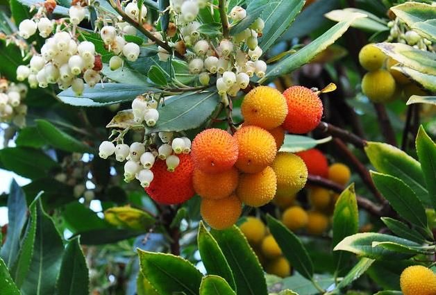 Drzewko Truskawkowe Cobra Chruścina P9 - Ceny i opinie - Ceneo.pl