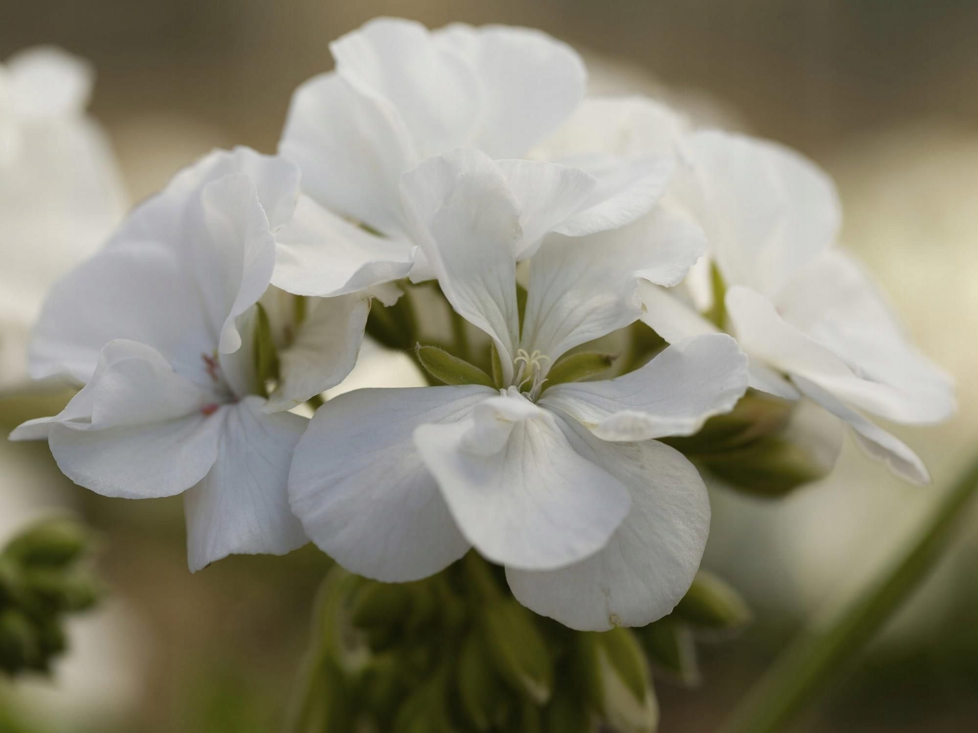 Pelargonia Biała Calliope White Silny Wzorst P9 - Ceny i opinie - Ceneo.pl