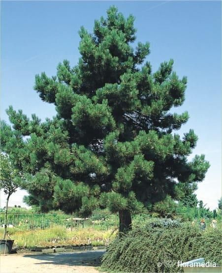 Sosna Czarna Pinus Nigra Sadzonka Xxl - Ceny i opinie - Ceneo.pl