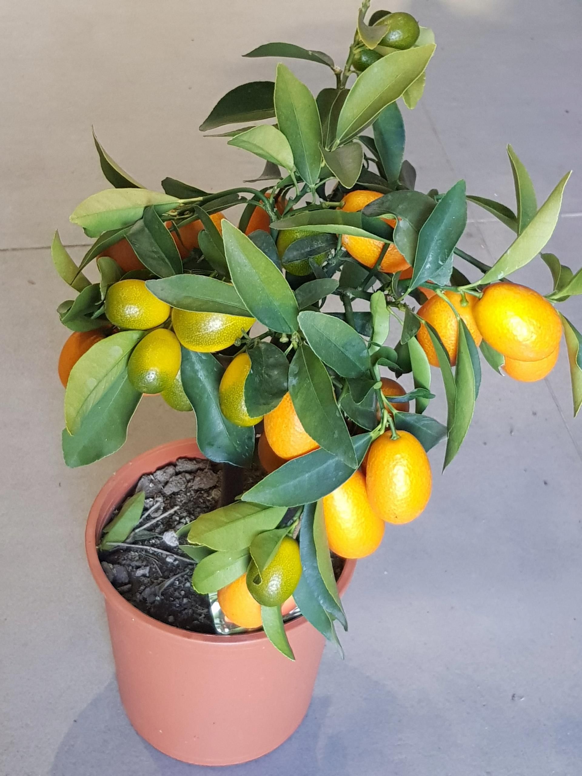 Citrus Japonica Kumkwat, Cytrus, Mandarynka - Ceny i opinie - Ceneo.pl