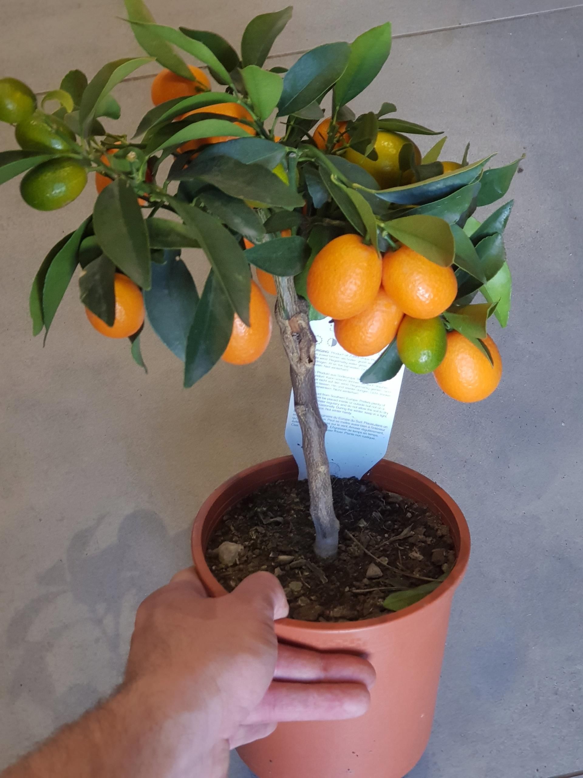 Citrus Japonica Kumkwat, Cytrus, Mandarynka - Ceny i opinie - Ceneo.pl