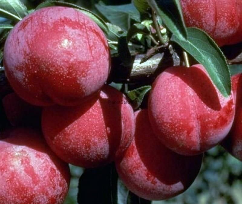 Śliwa Renkloda Althana Soczysta Bardzo Aromatyczna - Ceny i opinie ...