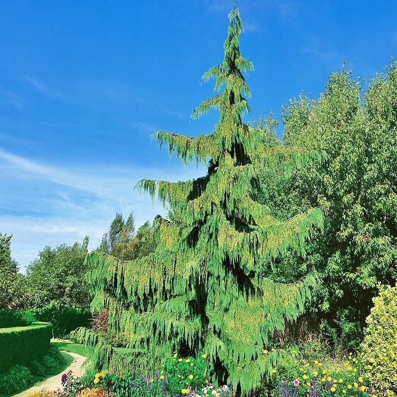 Cyprys Nutkajski Pendula Duch Ogrodu Sadzonki Xxl - Ceny i opinie ...