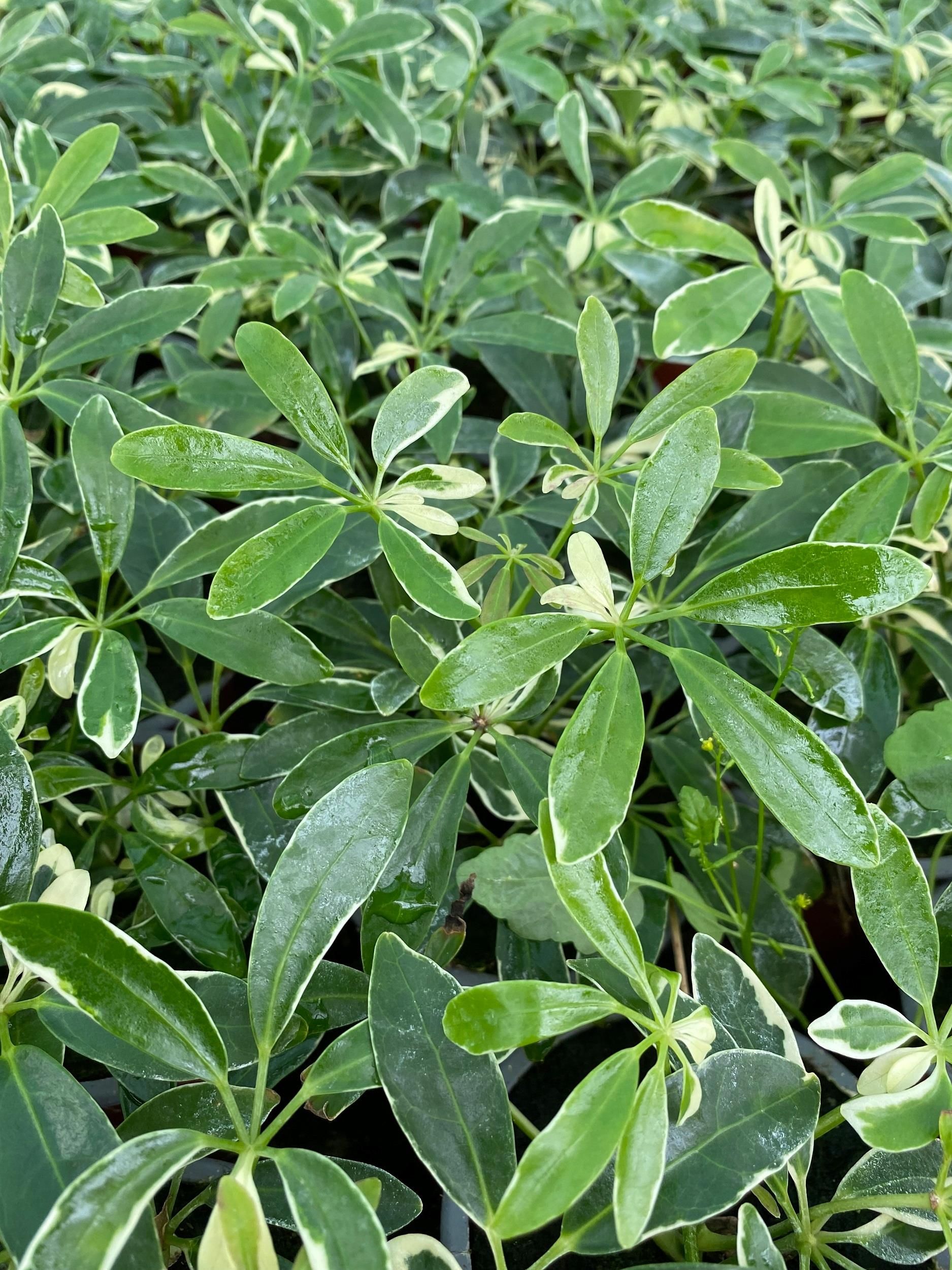 Szeflera Schefflera Moondrop - Ceny i opinie - Ceneo.pl