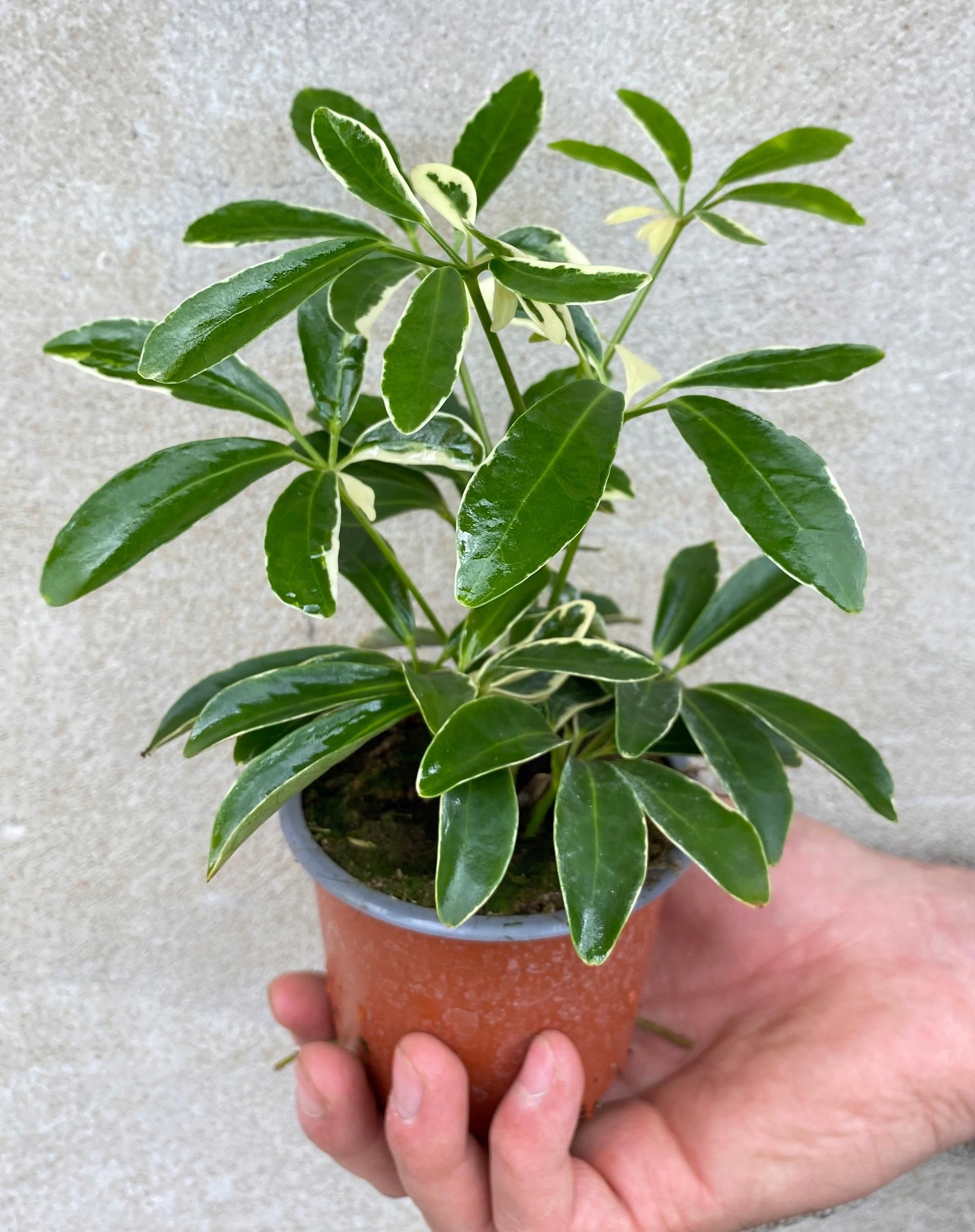 Szeflera Schefflera Moondrop - Ceny i opinie - Ceneo.pl