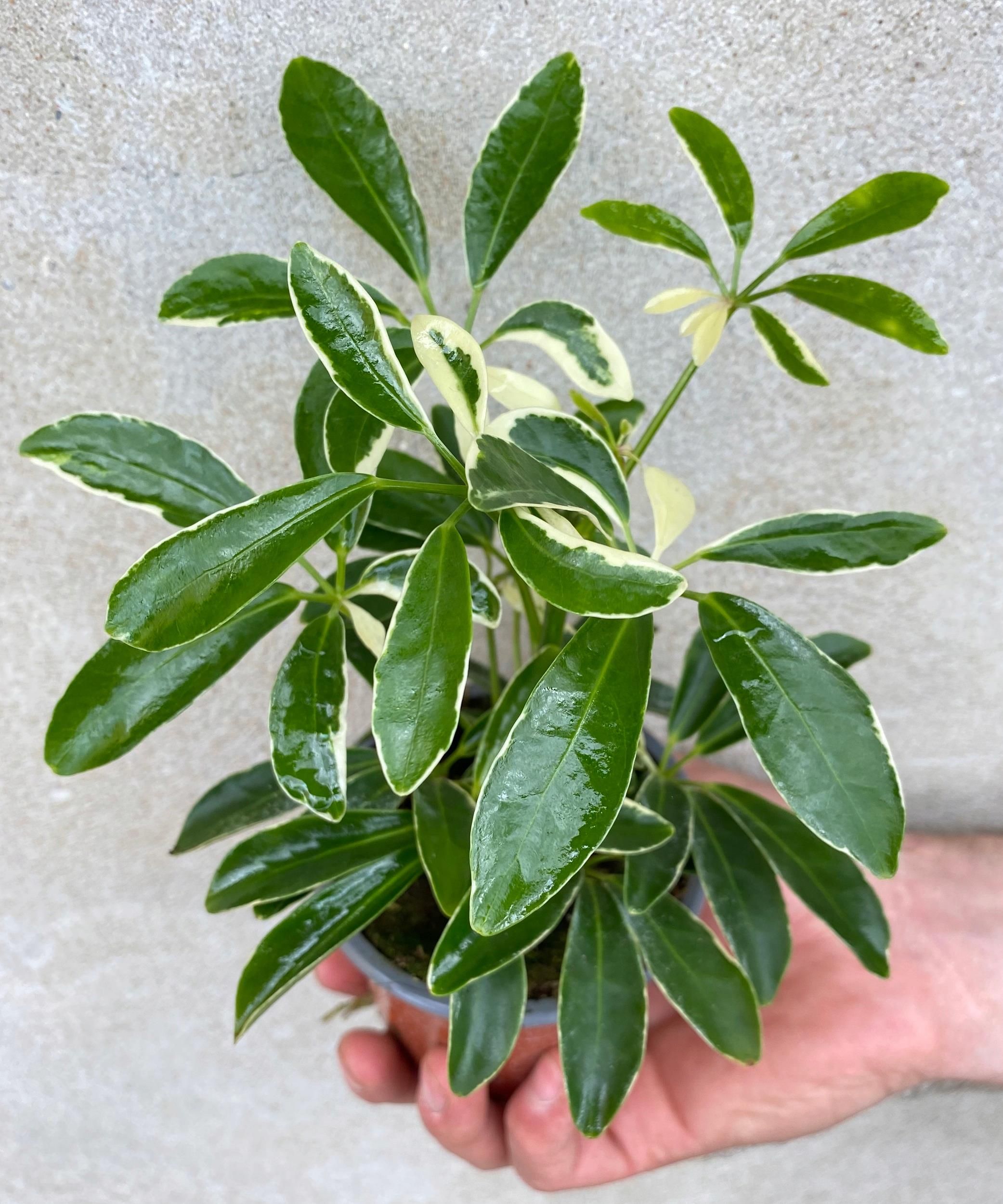 Szeflera Schefflera Moondrop - Ceny i opinie - Ceneo.pl