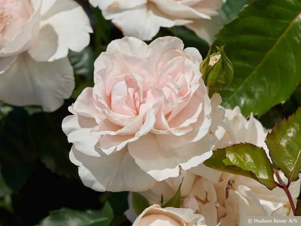 Róża Parkowa Anna Ancher Renaissance Pachnąca C4 - Ceny i opinie - Ceneo.pl