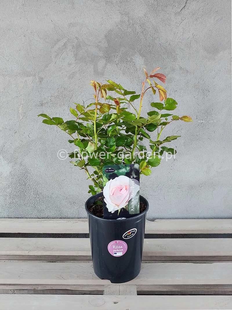 Róża Parkowa Anna Ancher Renaissance Pachnąca C4 - Ceny i opinie - Ceneo.pl