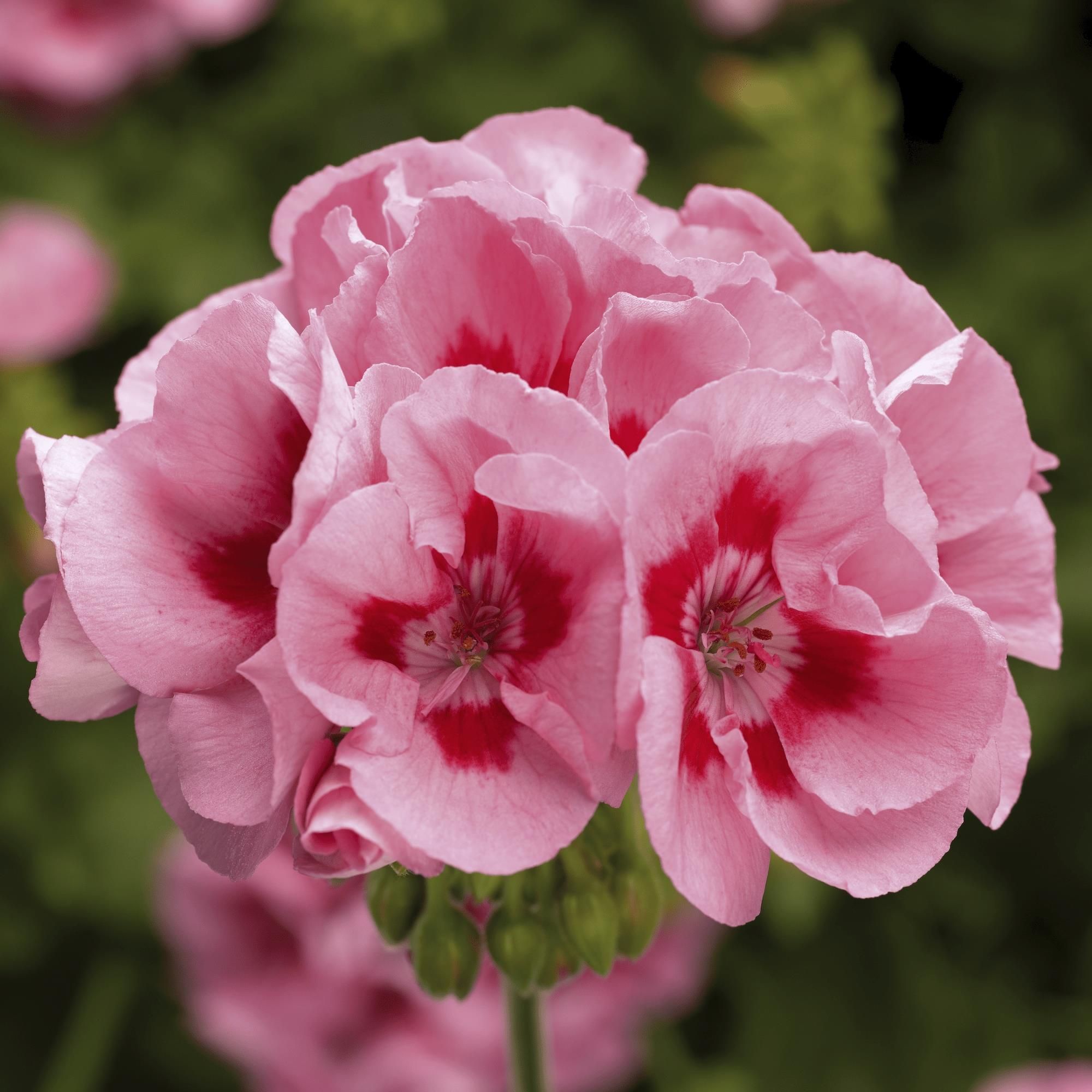 Pelargonia Caliope Pink Splash P9 Sadzonka - Ceny i opinie - Ceneo.pl