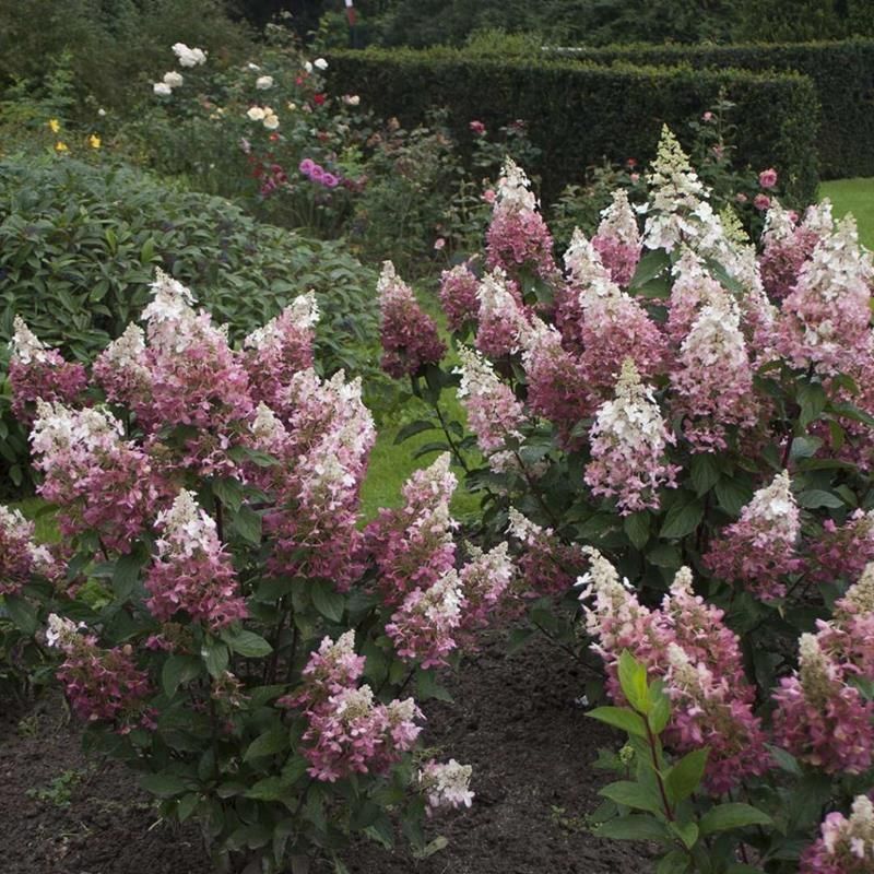 Hortensja Bukietowa Pinky Winky Dwukolorowe Kwiaty - Ceny i opinie ...