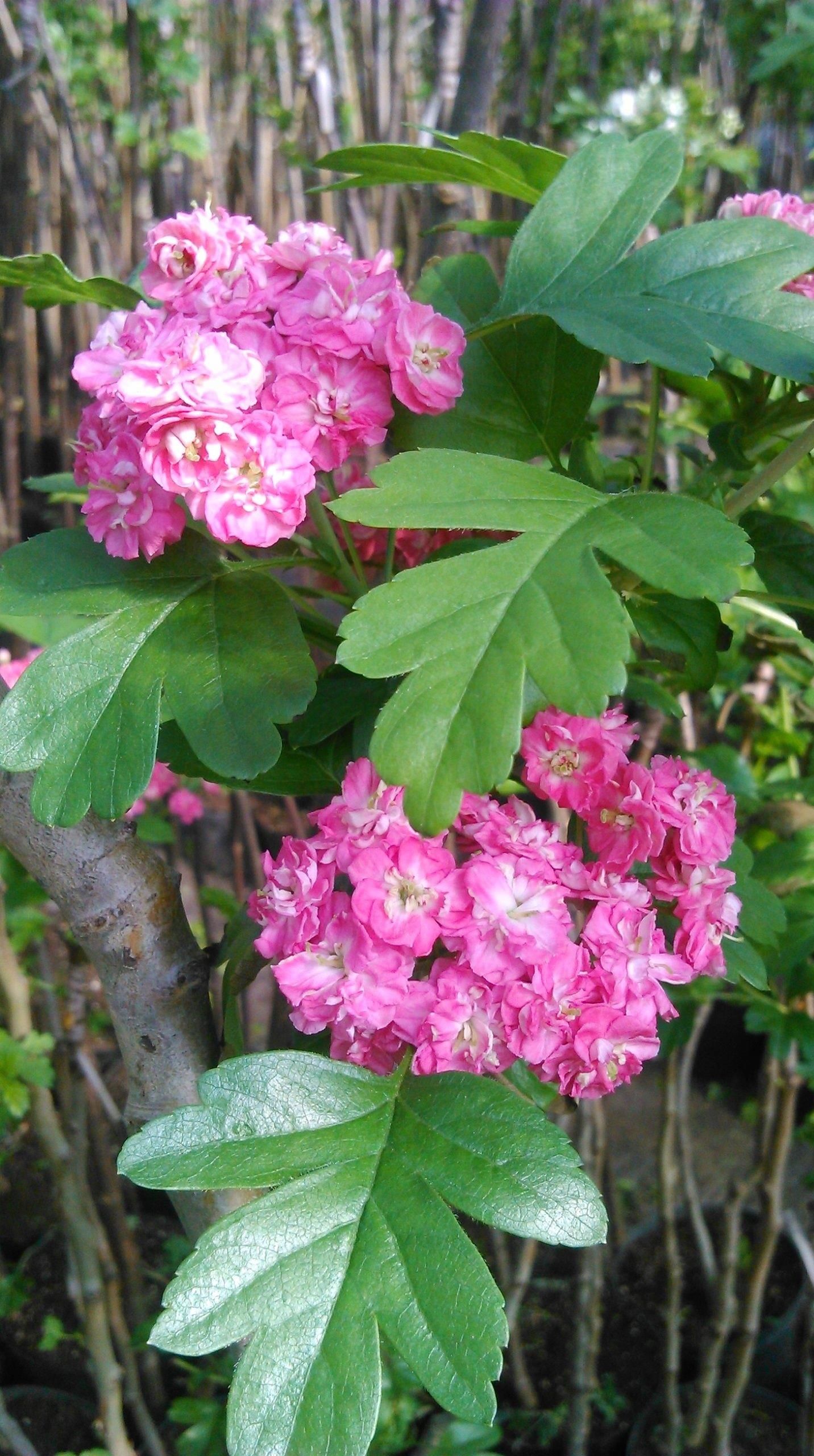 Głóg Pośredni Ozdobny Paul S Scarlet Miododajny - Ceny i opinie - Ceneo.pl