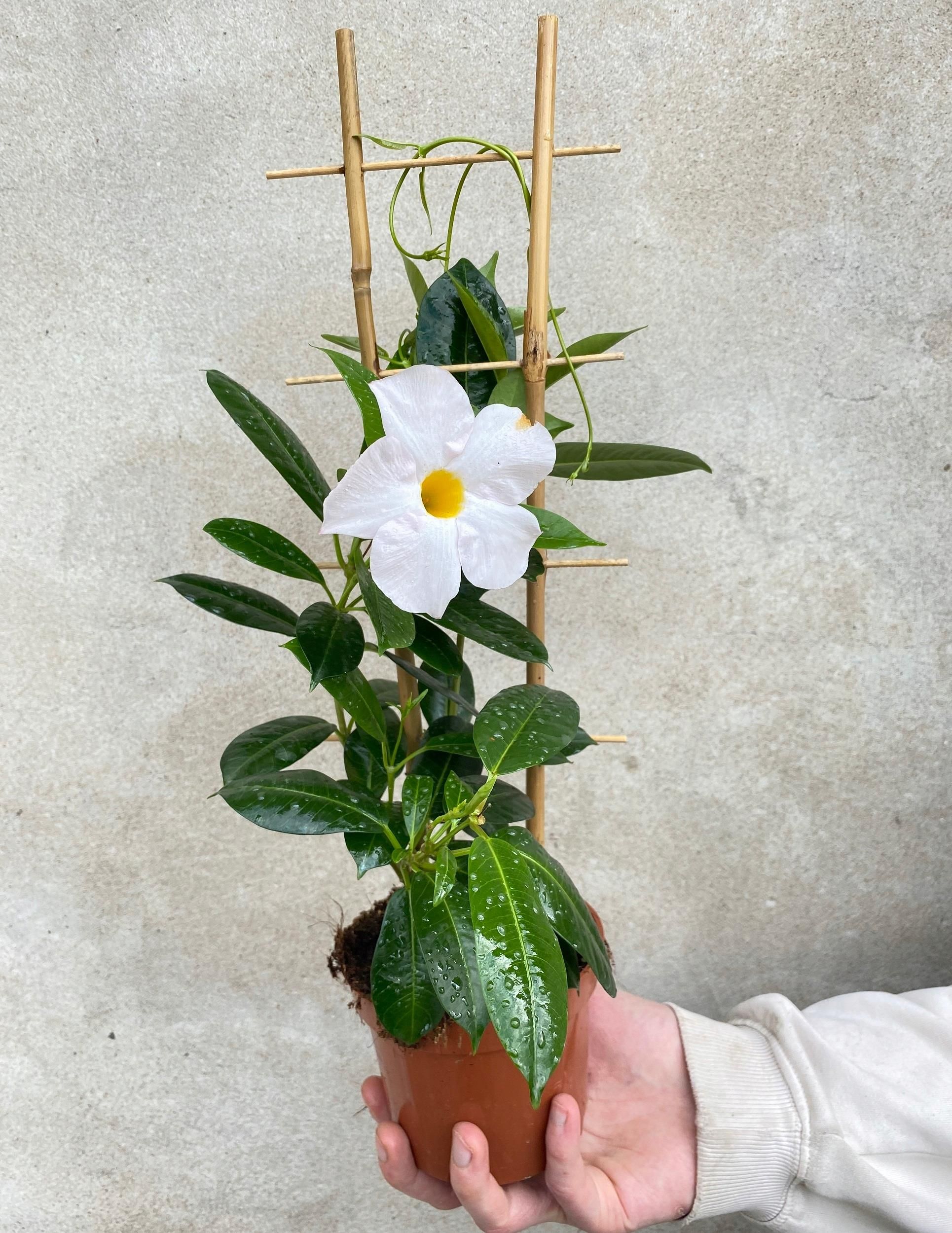 Mandevilla Sundaville Dipladenia Grand White - Ceny i opinie - Ceneo.pl