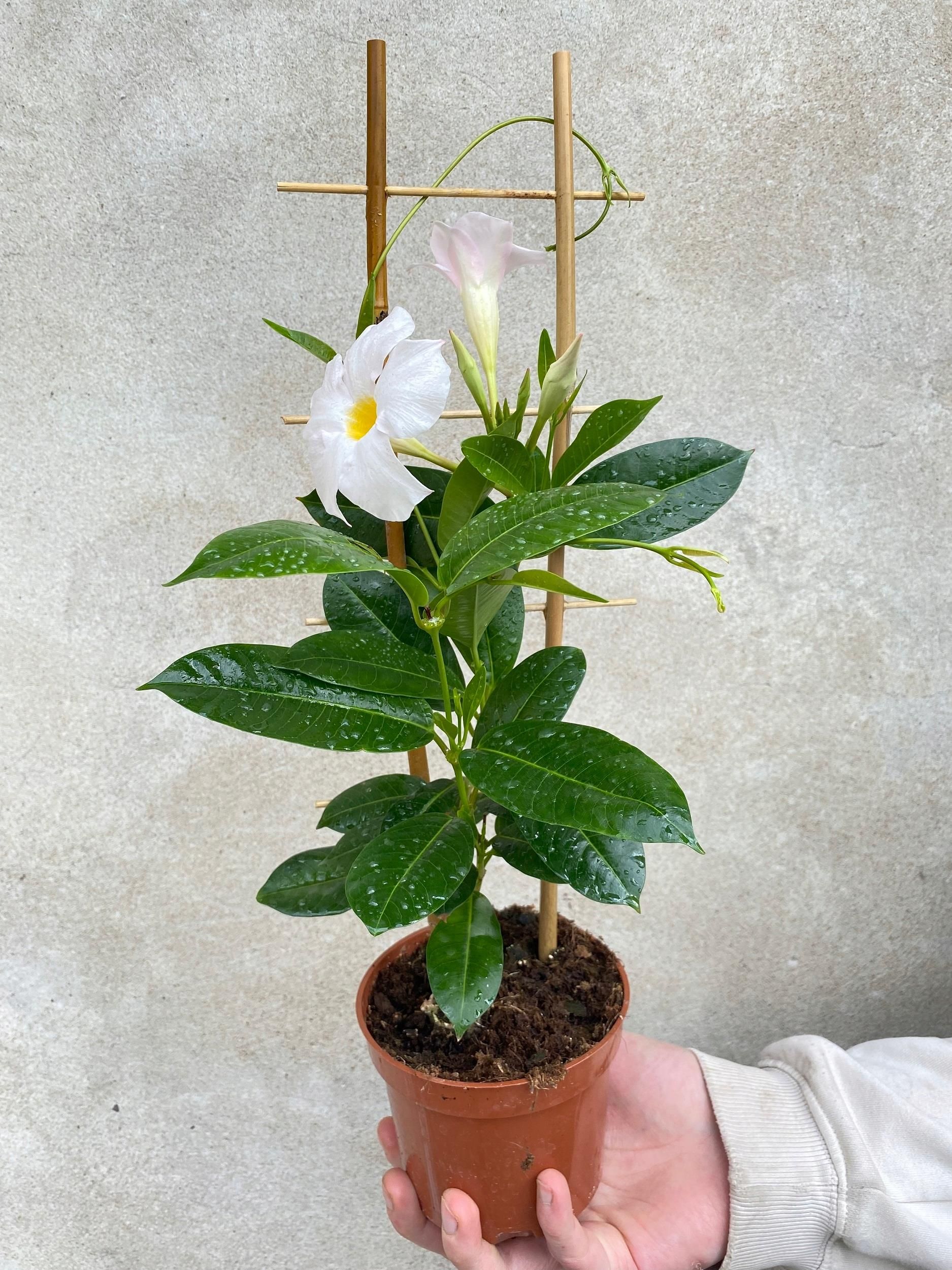 Mandevilla Sundaville Dipladenia Grand White - Ceny i opinie - Ceneo.pl