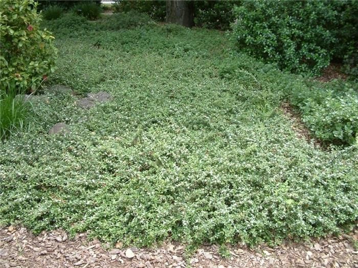 Irga Rozesłana Eichholz Cotoneaster Radicans - Ceny i opinie - Ceneo.pl
