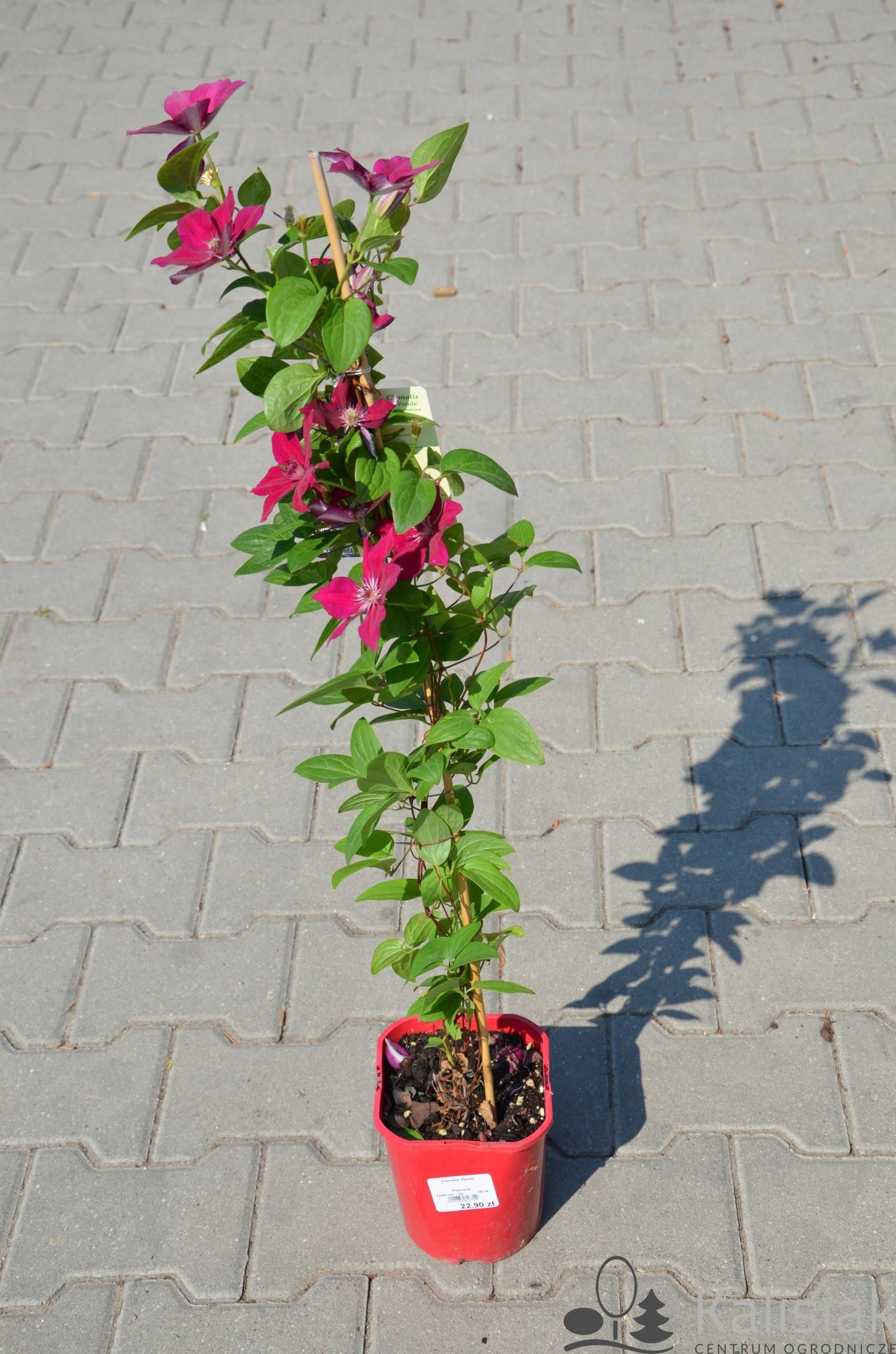 Clematis Perida Powojnik 70-90cm 2L - Ceny i opinie - Ceneo.pl
