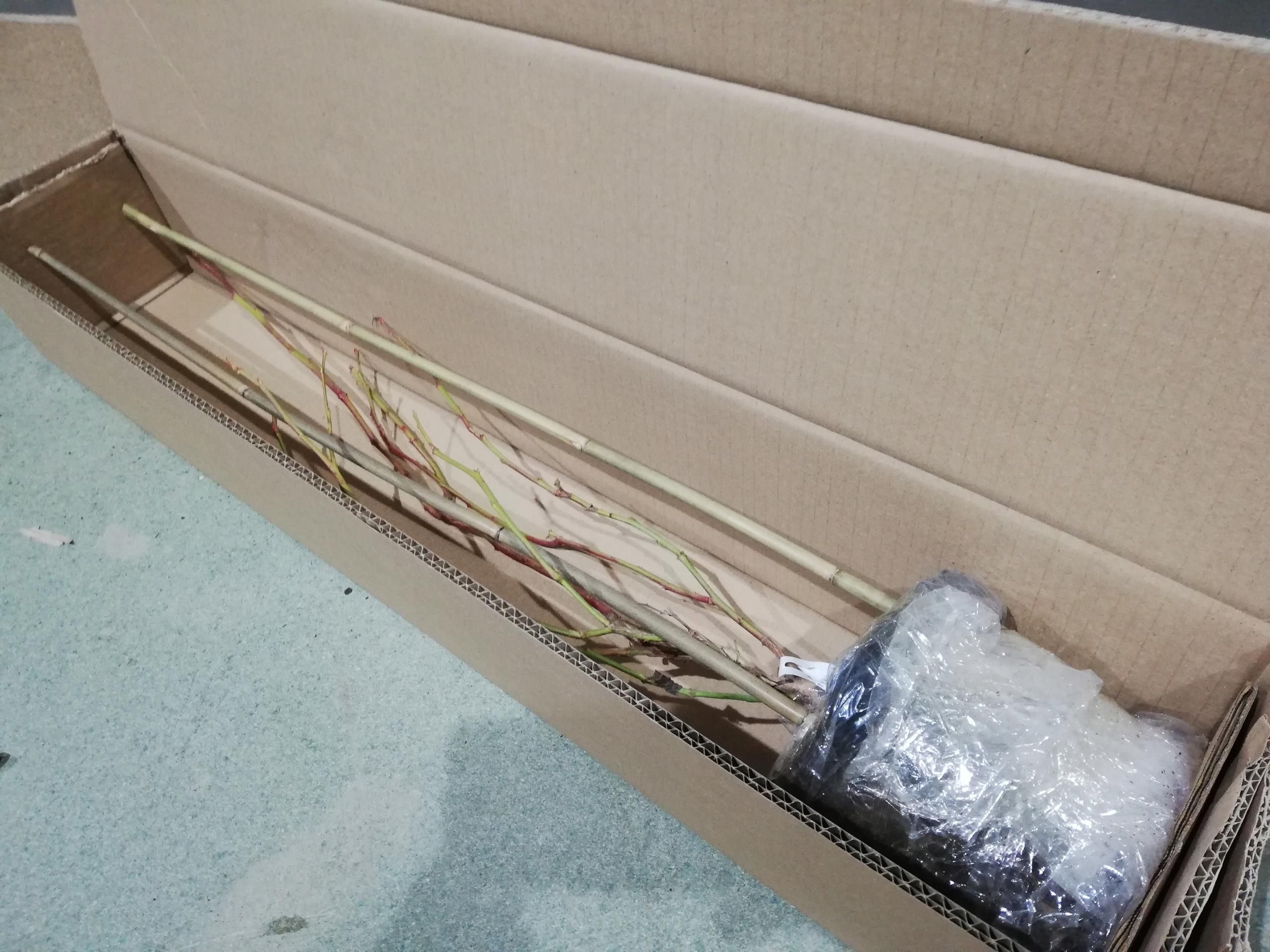 Orzech Laskowy Corylus Avellana Barceloński Z Pęda - Ceny i opinie ...