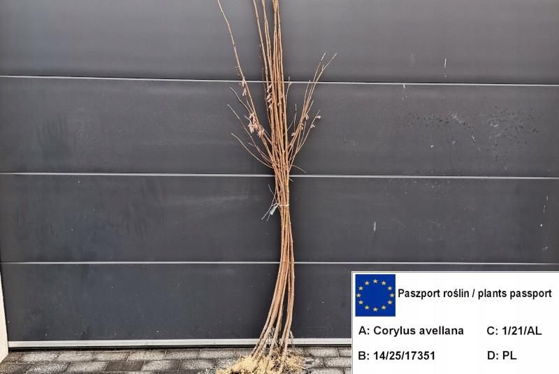 Orzech Laskowy Corylus Avellana Barceloński Z Pęda - Ceny i opinie ...