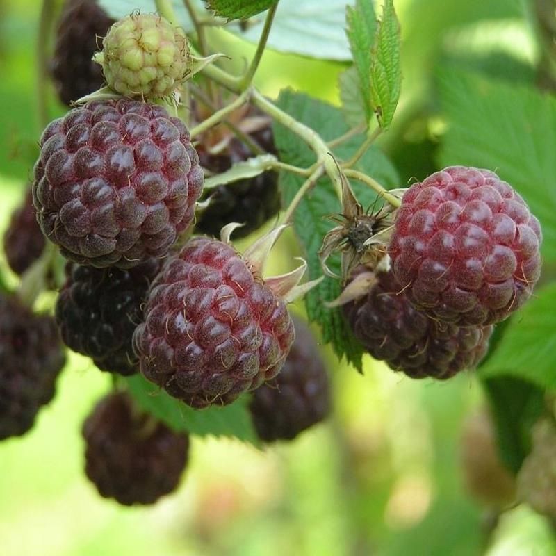 Malina Fioletowa Bezkolcowa Glen Coe Doniczkowana - Ceny i opinie ...