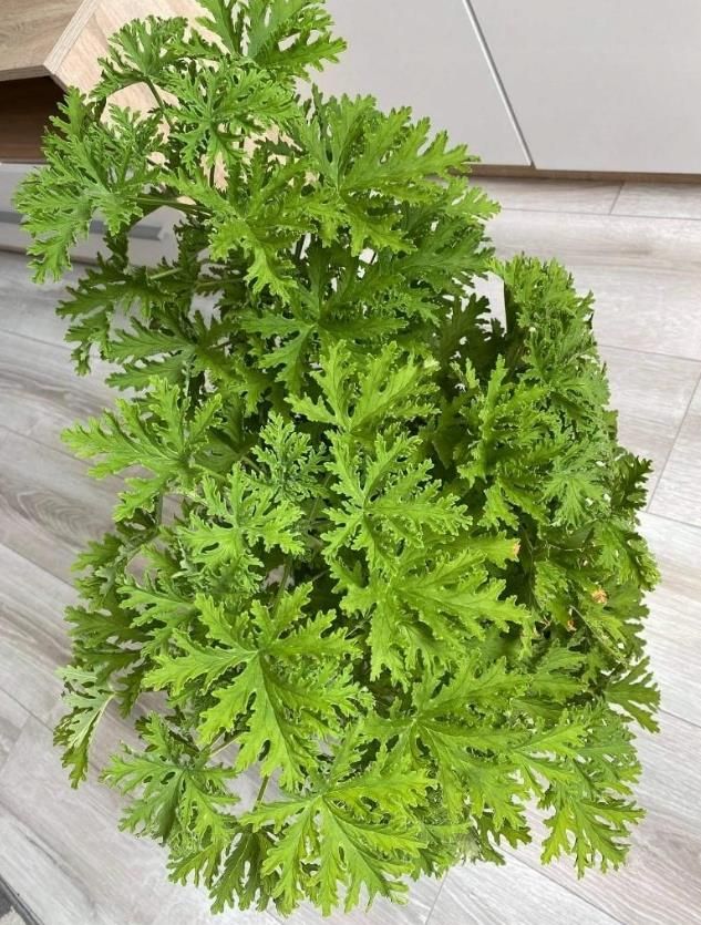 Anginka Geranium Pelargonia Pachnąca Lecznicza - Ceny i opinie - Ceneo.pl