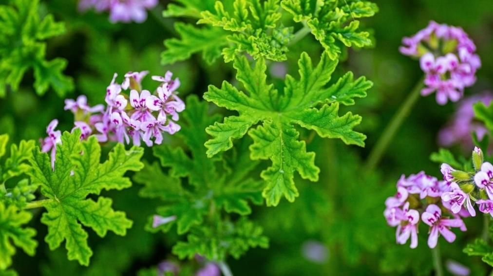 Anginka Geranium Pelargonia Pachnąca Lecznicza - Ceny i opinie - Ceneo.pl