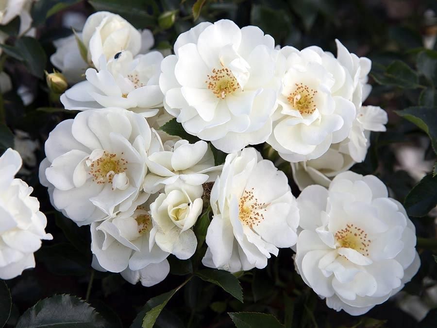 Róża Okrywowa Schneeflocke Obficie Kwitnąca Adr C3 - Ceny i opinie ...