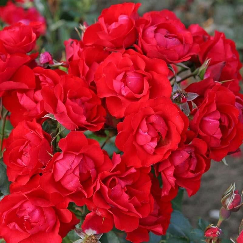 Róża Rabatowa Black Forest Rose Czerwona Adr C3 - Ceny i opinie - Ceneo.pl