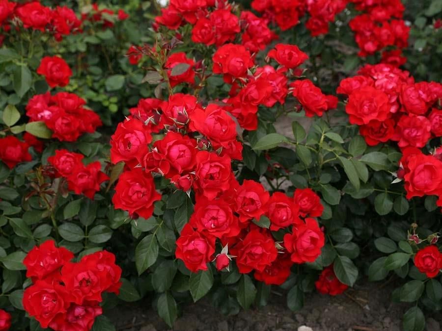 Róża Rabatowa Black Forest Rose Czerwona Adr C3 - Ceny i opinie - Ceneo.pl