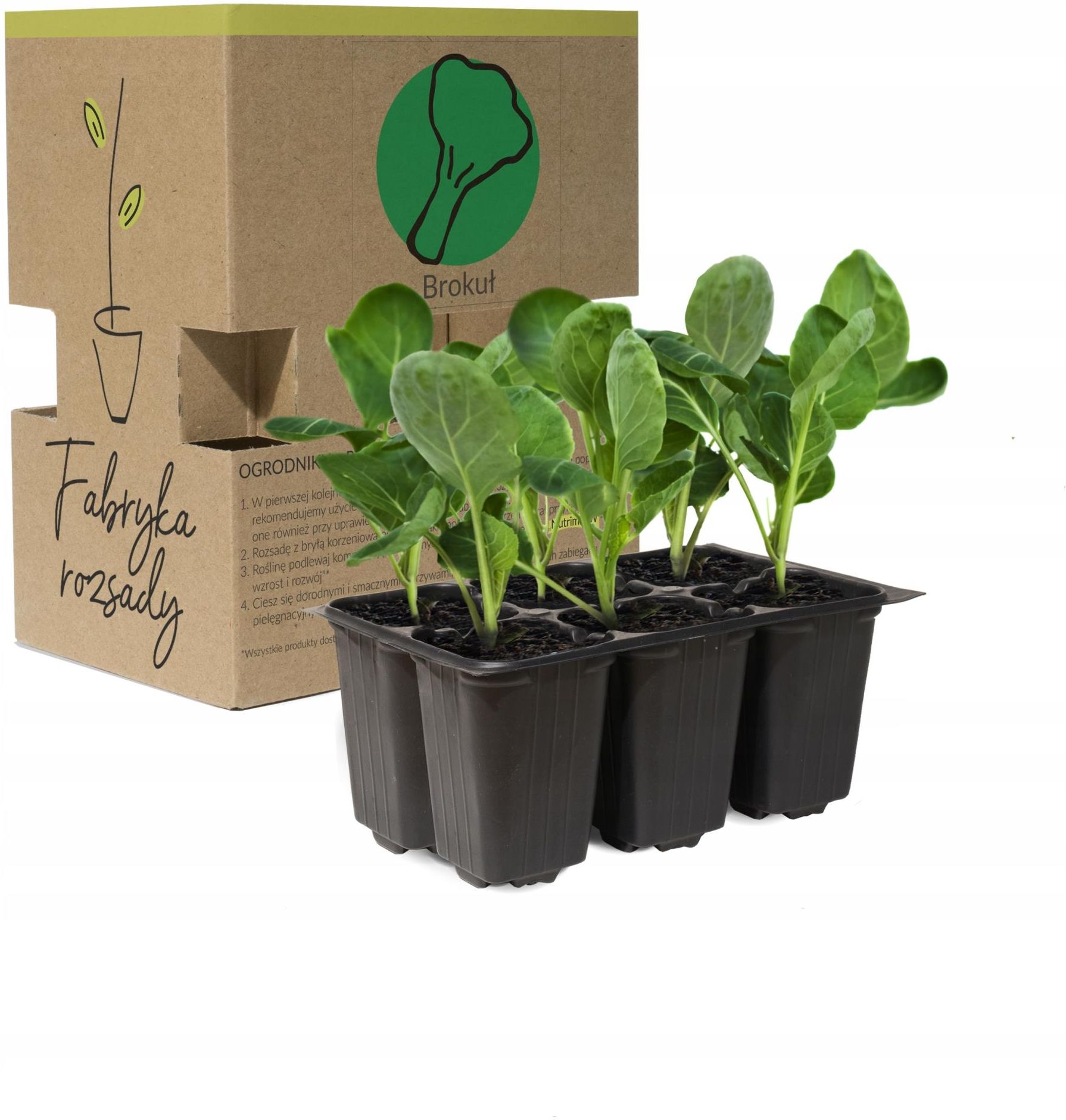 Sadzonka Brokuł 6-Pak Fabryka Rozsady - Ceny i opinie - Ceneo.pl