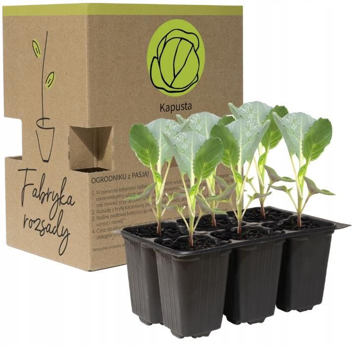 Sadzonka Kapusta Biała 6-Pak Fabryka Rozsady - Ceny i opinie - Ceneo.pl