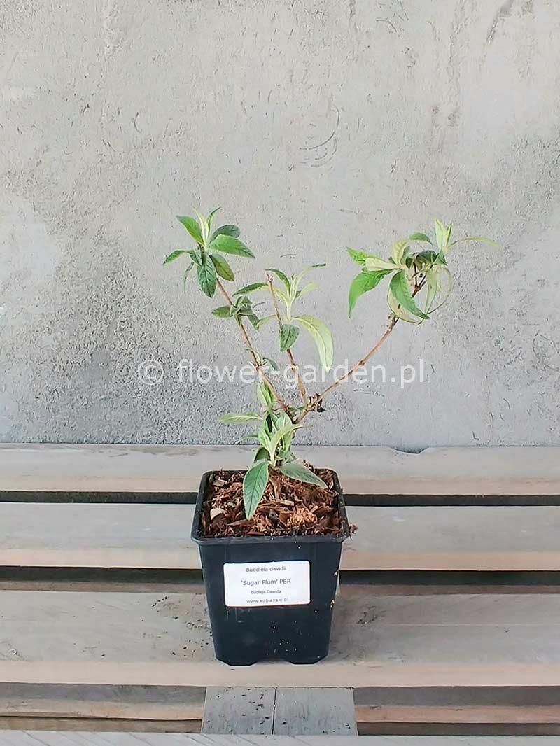 Budleja Sugar Plum Pbr Motyli Krzew Kompaktowa P9 - Ceny i opinie ...