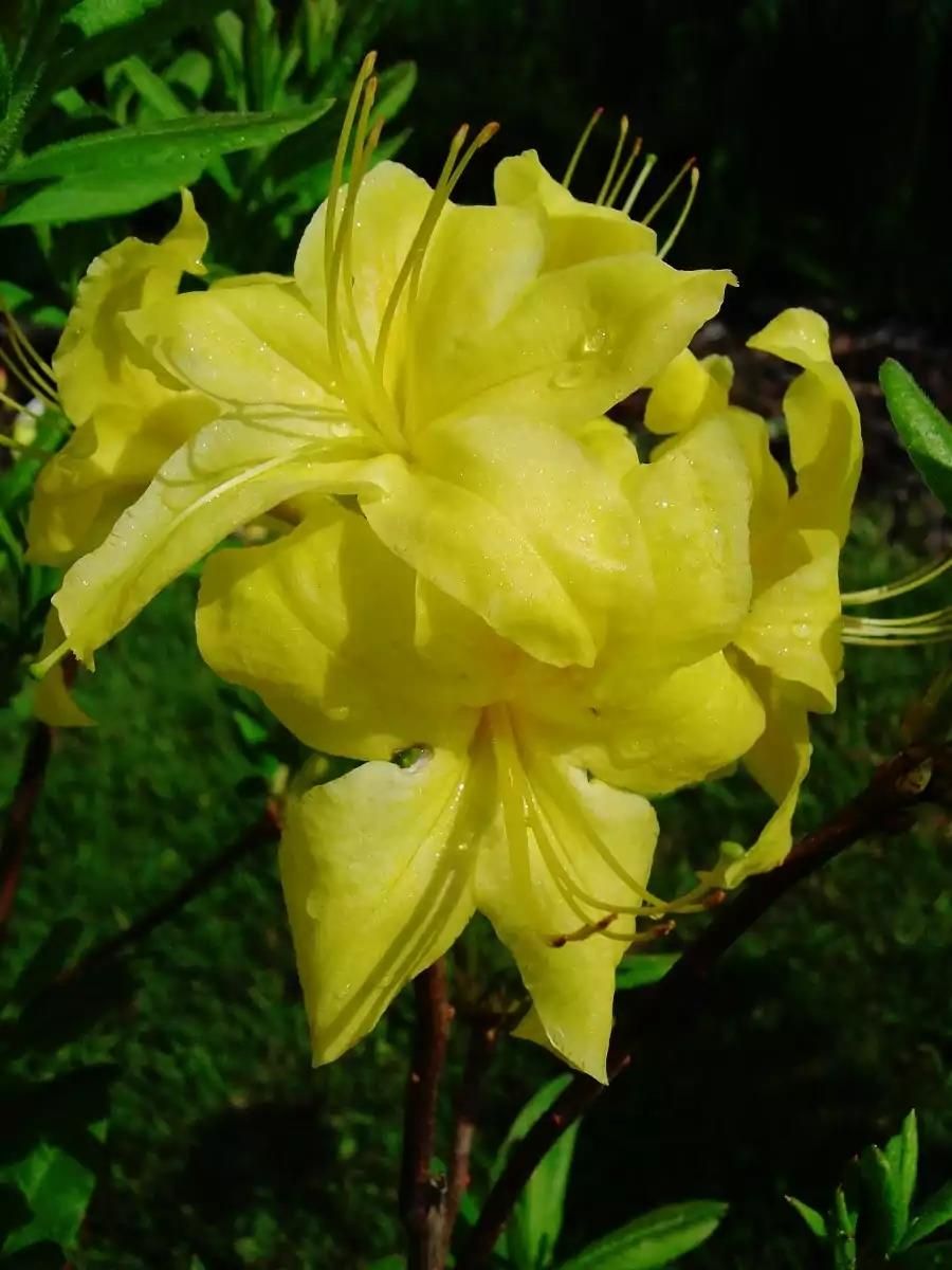 Azalia Wielkokwiatowa Anneke 3L Z Pączkami - Ceny i opinie - Ceneo.pl