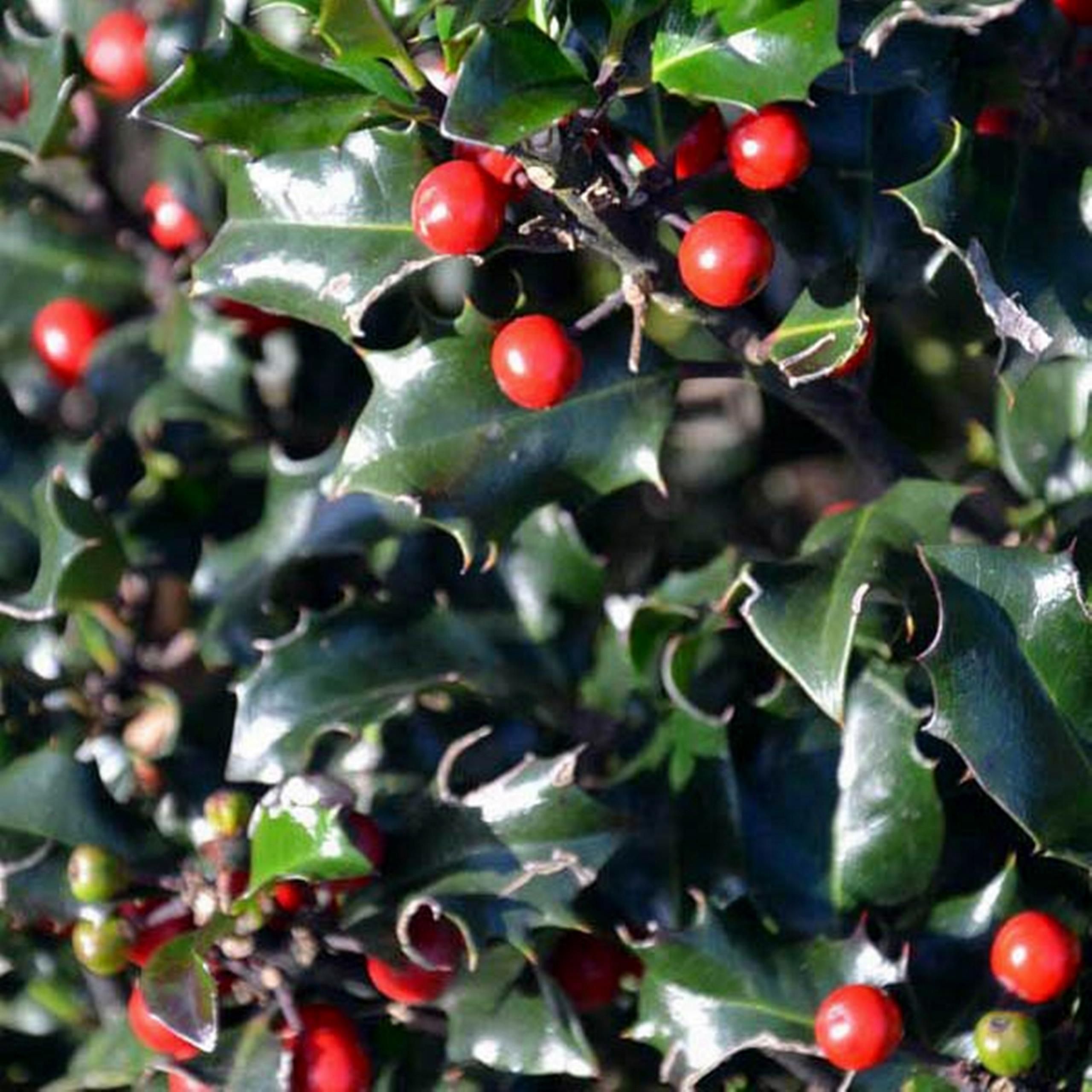 Ilex Meserveae Blue Princess Ostrokrzew Don 2L - Ceny i opinie - Ceneo.pl