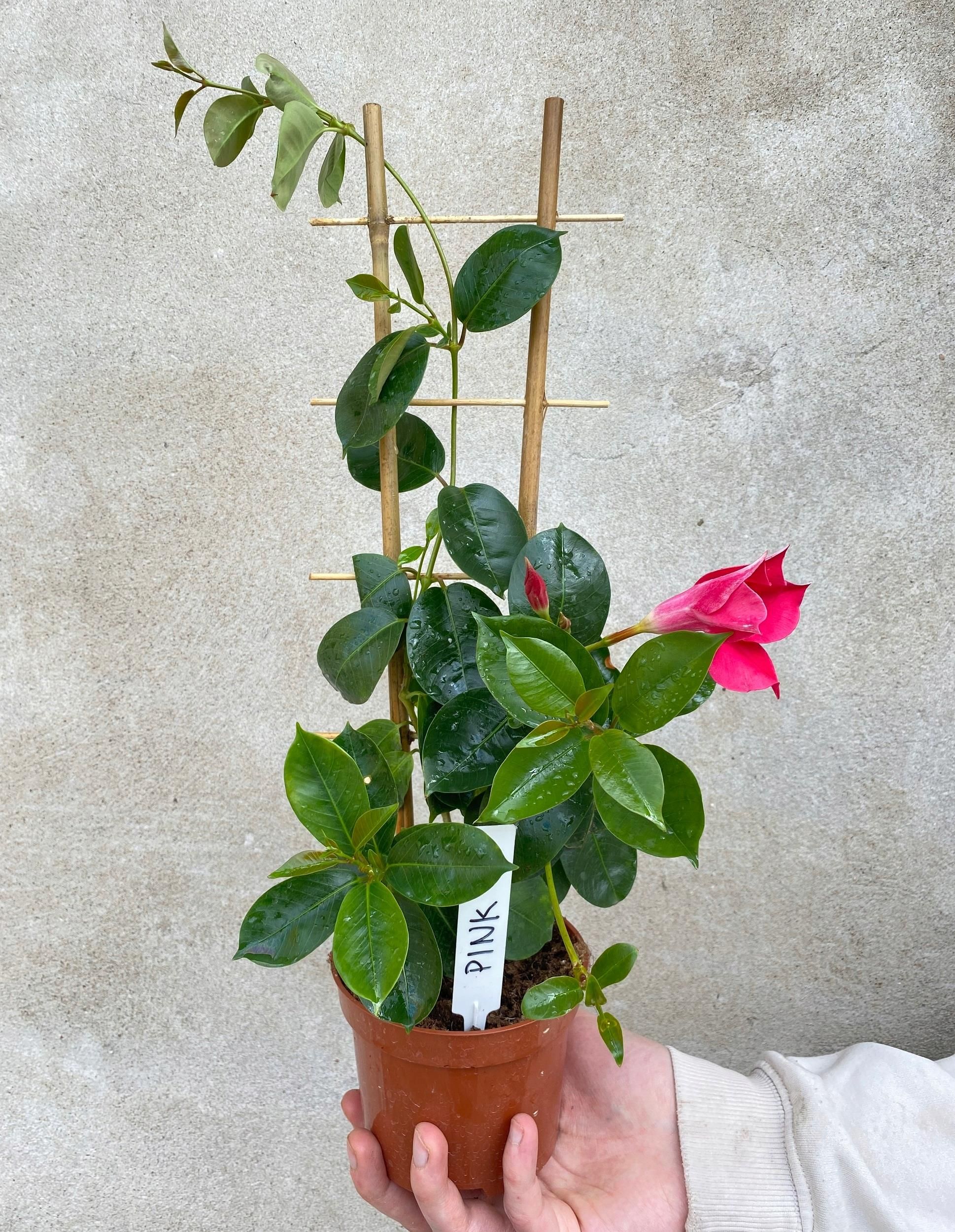 Mandevilla Sundaville Dipladenia Pink - Ceny i opinie - Ceneo.pl