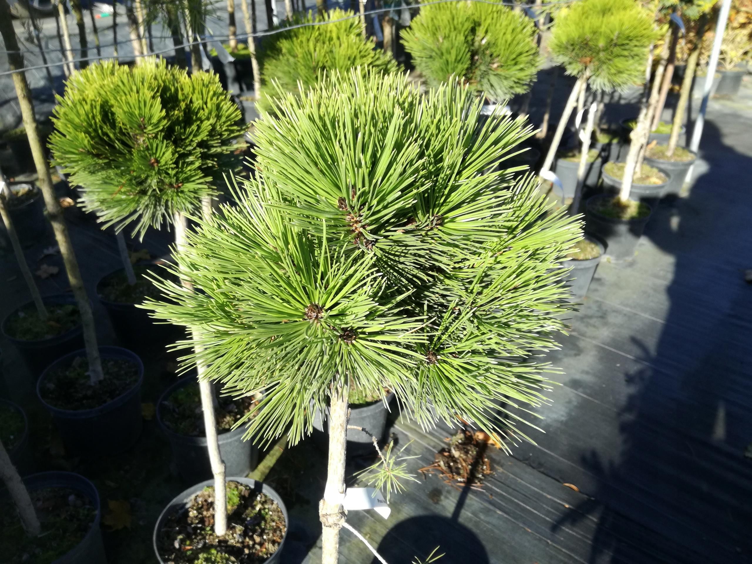 Sosna Pa Pinus Mugo Ophir - Ceny i opinie - Ceneo.pl