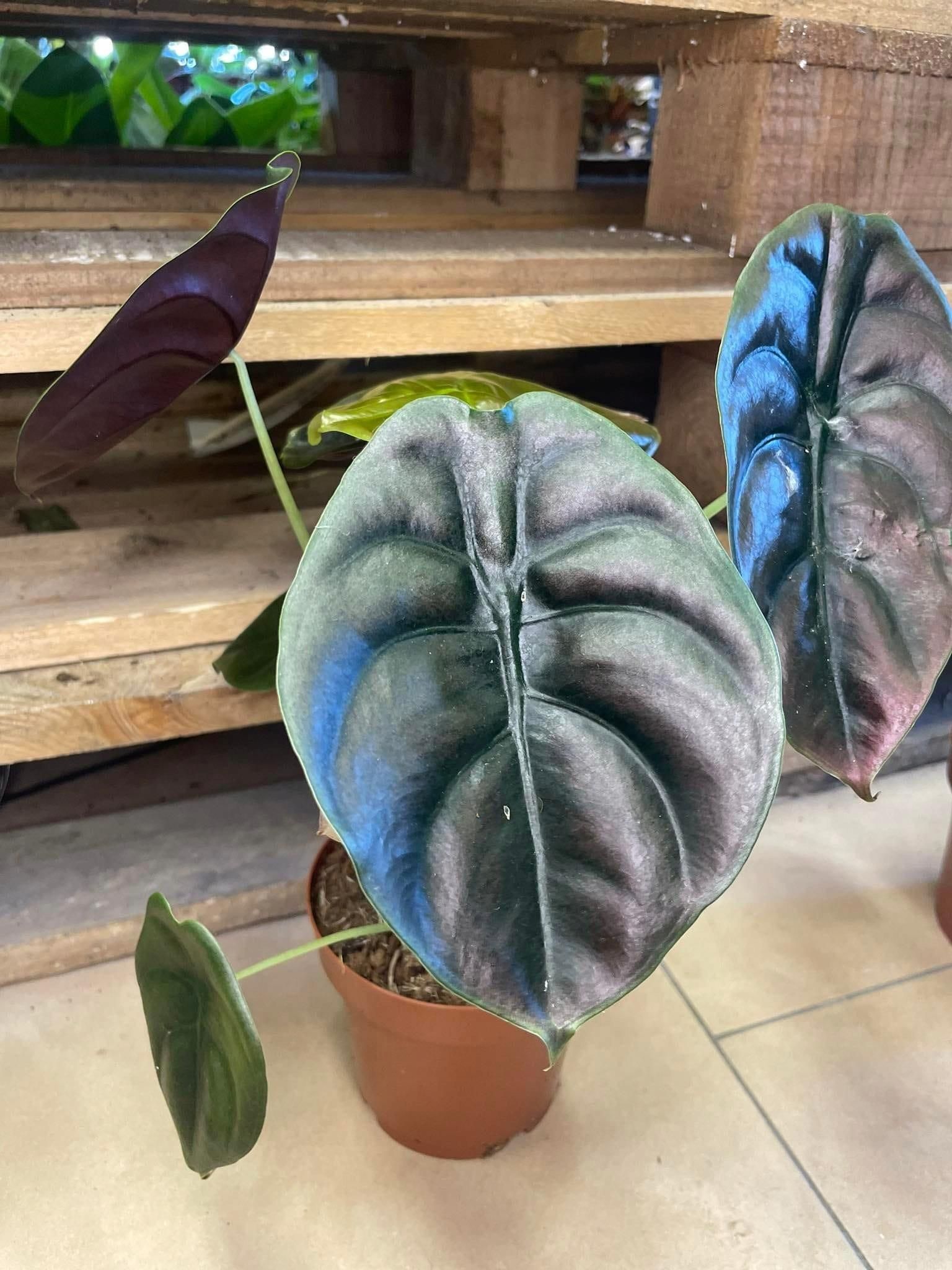 Alocasia Cuprea Red Secret Alokazja - Ceny i opinie - Ceneo.pl