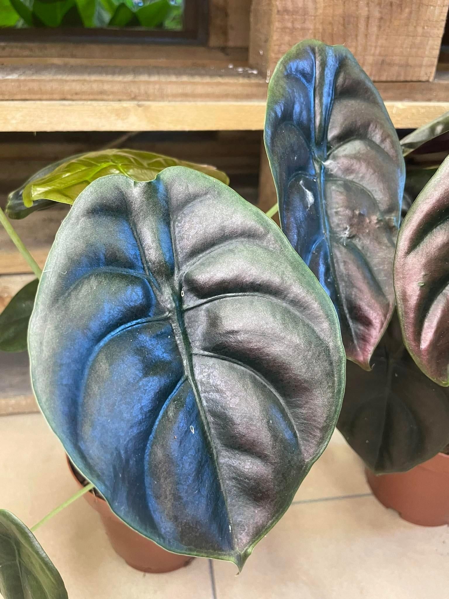 Alocasia Cuprea Red Secret Alokazja - Ceny i opinie - Ceneo.pl