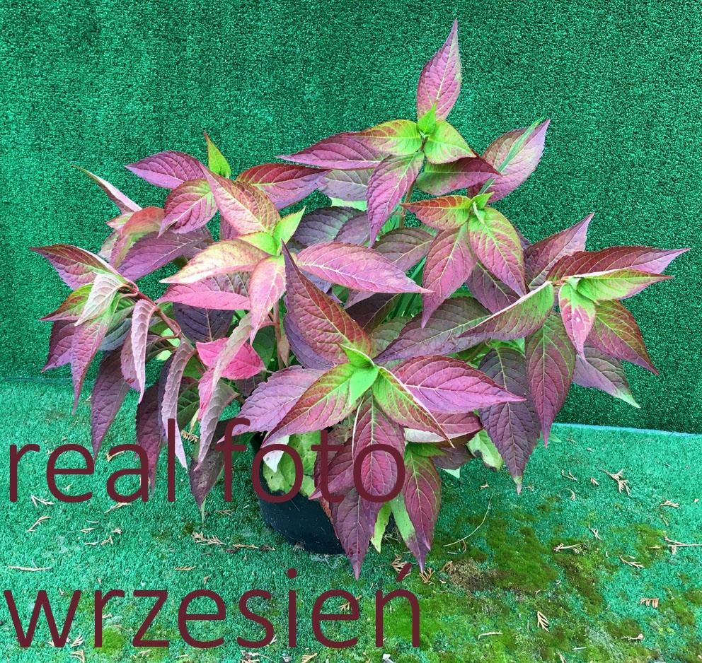 Hortensja Piłkowana Blue Bird 30cm 5L Xxl - Ceny i opinie - Ceneo.pl