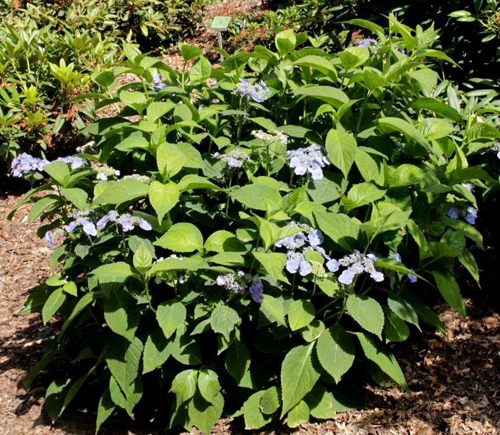 Hortensja Piłkowana Blue Bird 30cm 5L Xxl - Ceny i opinie - Ceneo.pl