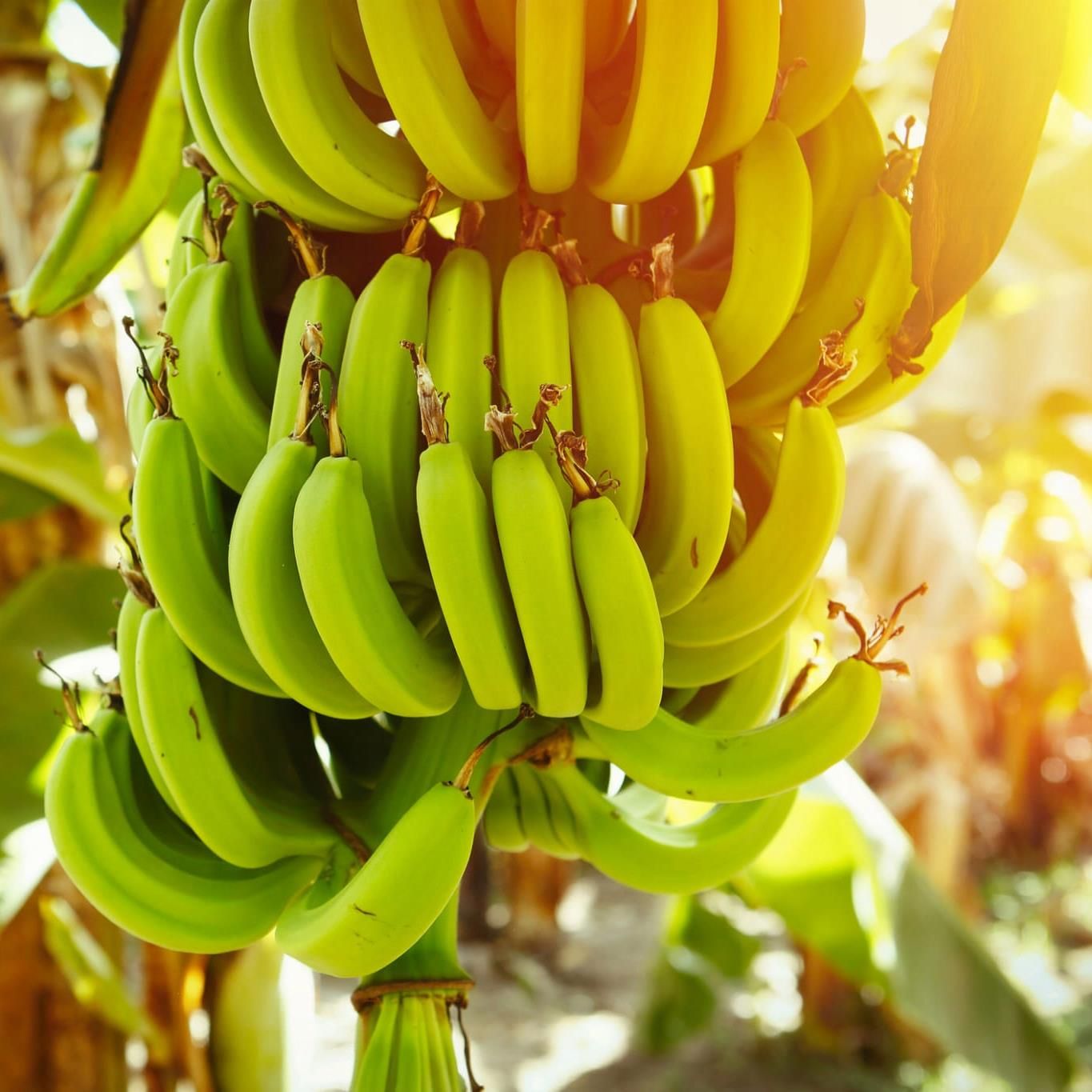 Bananowiec Musa Tropicana Banan 230cm - Ceny i opinie - Ceneo.pl