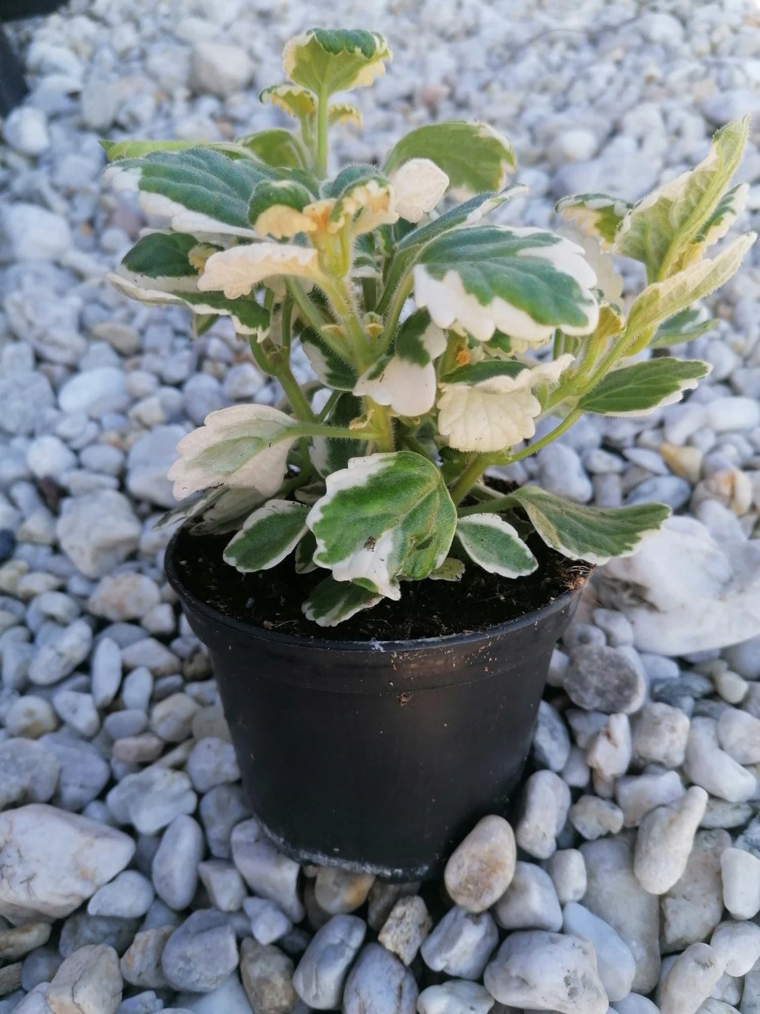 Komarzyca Plektrantus Sadzonki Na Komary 2x - Ceny i opinie - Ceneo.pl